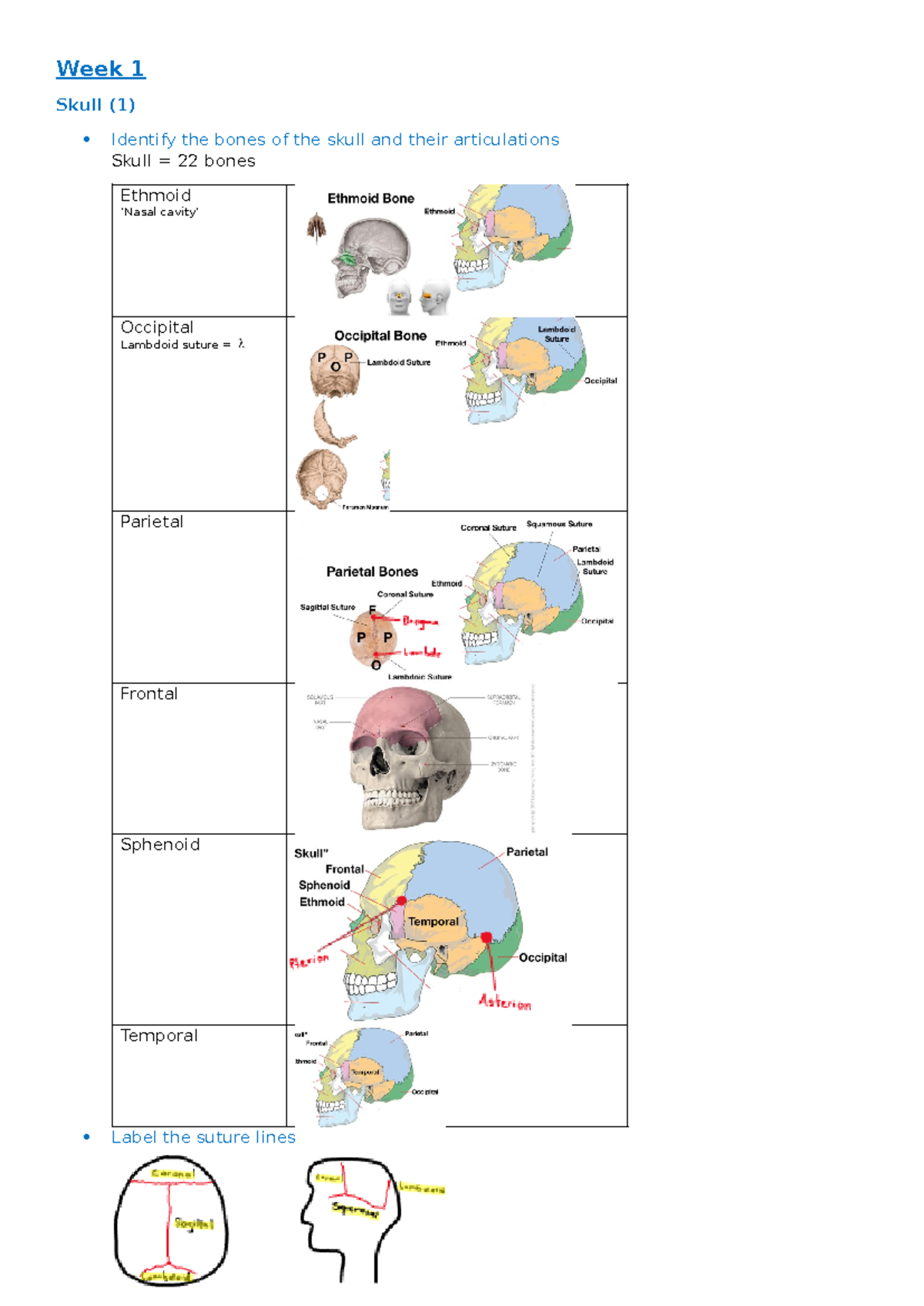 Learning Objectives and brief notes - Week 1 Skull (1) Identify the ...