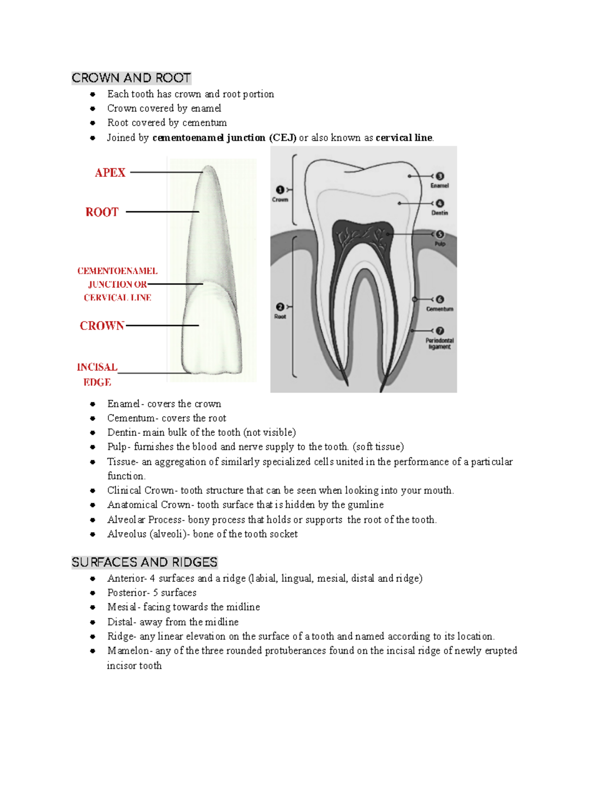 Tooth Lecture AND Boley Gauge - CROWN AND ROOT Each tooth has crown and ...