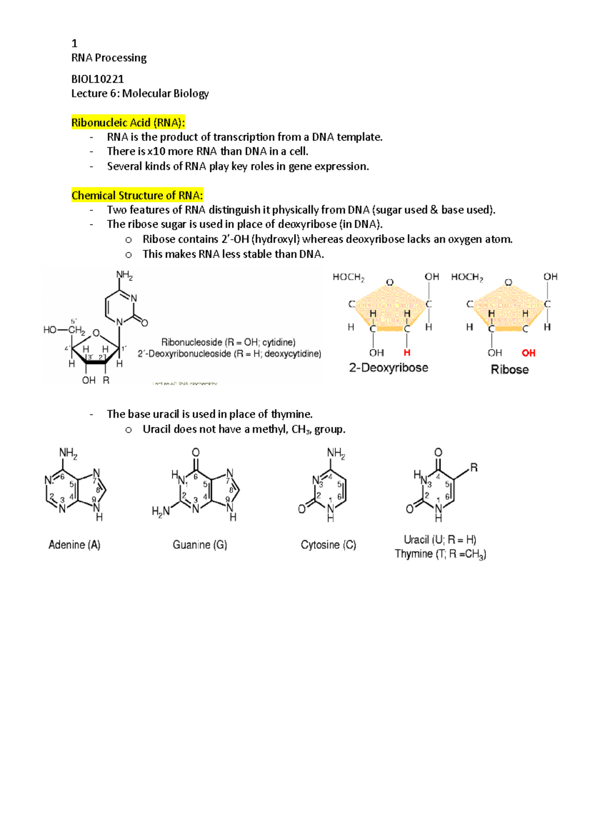 Lecture 6 - RNA Processing - RNA Processing BIOL Lecture 6: Molecular ...