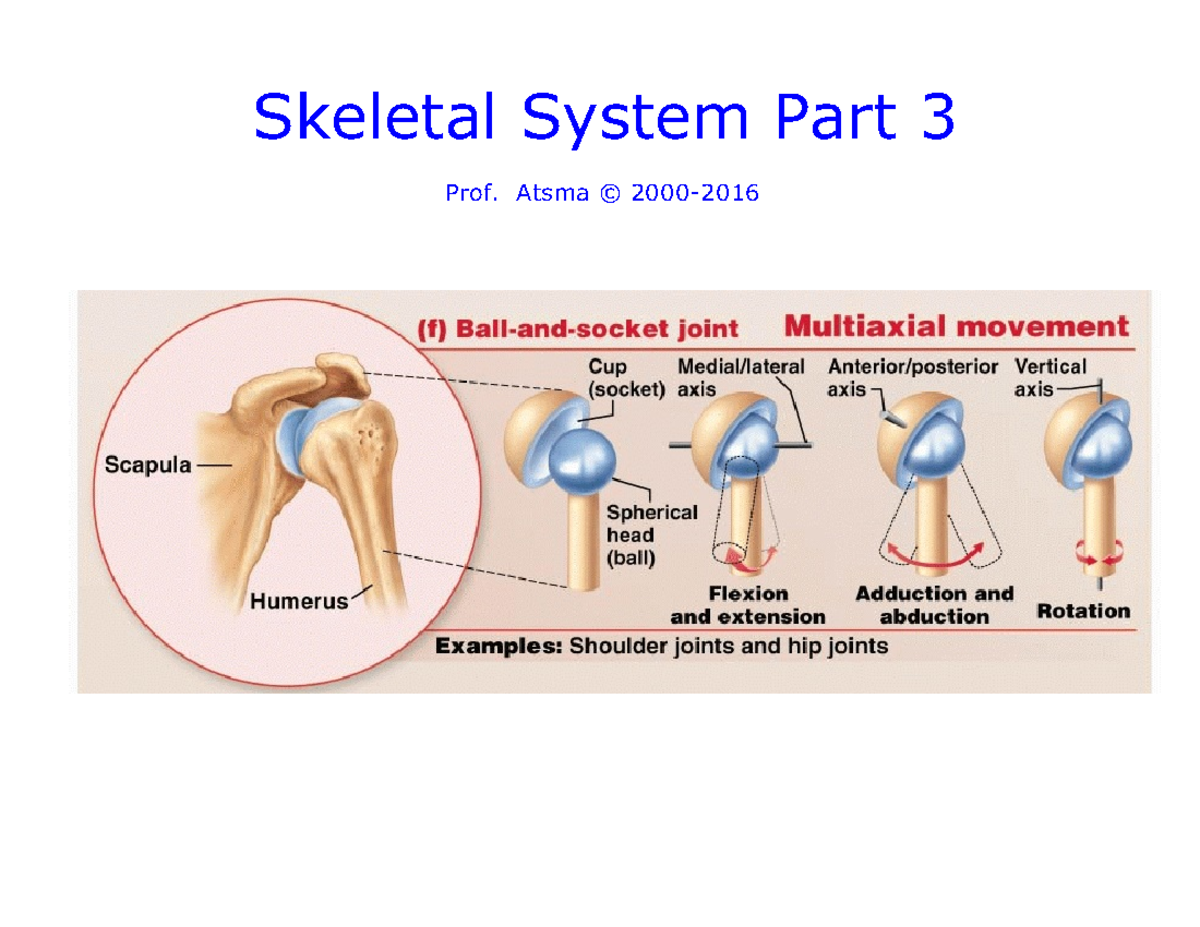 105 Skeletal Lecture Part 3 - Skeletal System Part Prof. Atsma © 2000 ...