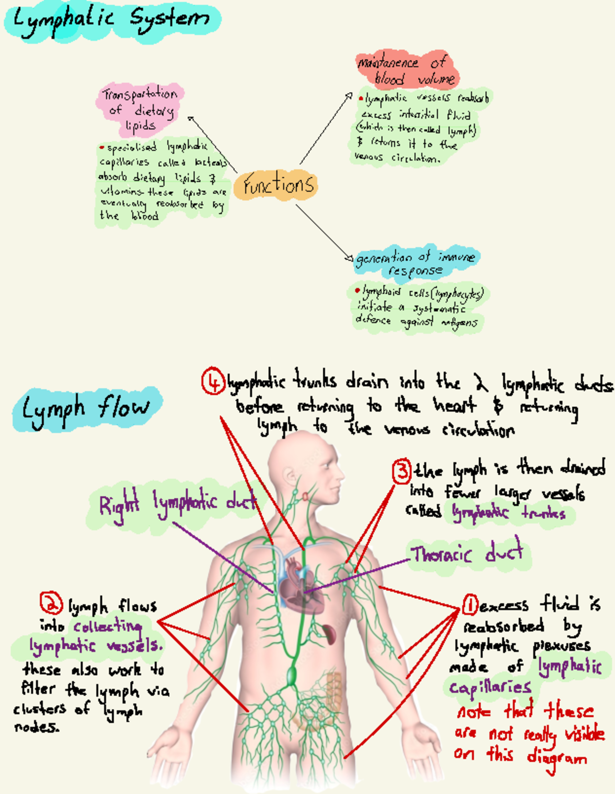 Lymphatic System - Lymphatic System maintanence of blood volume ...