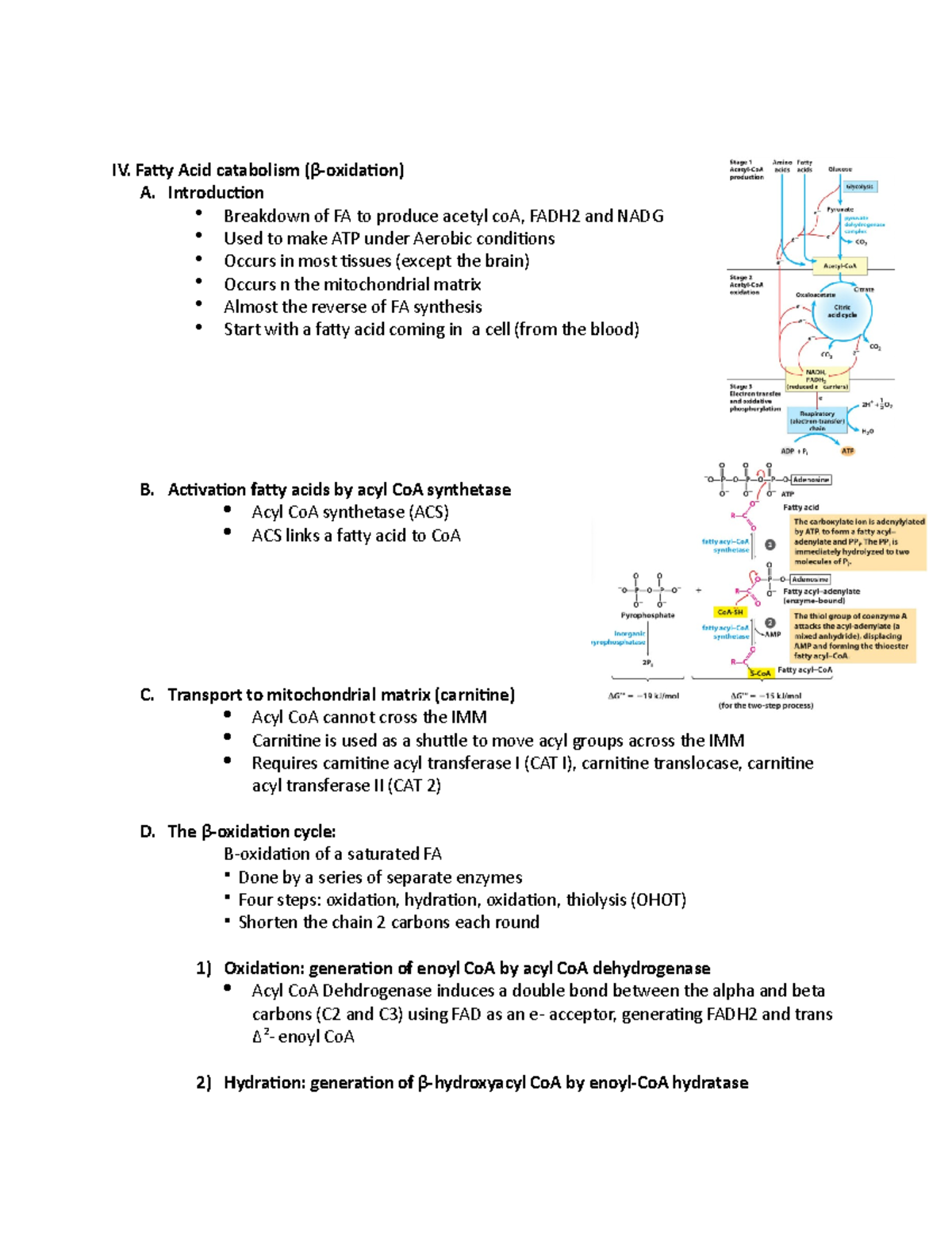 Fatty Acid Catabolism - Dr. Michael J. Krisinger - UBC Biochemistry ...