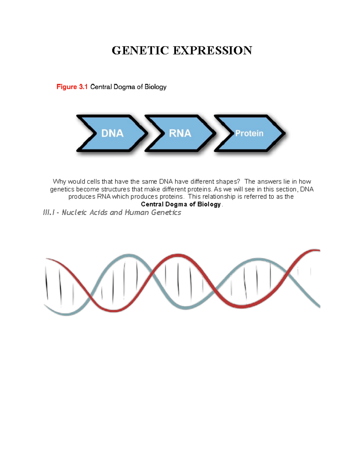 Genetic Expression - GENETIC EXPRESSION Why would cells that have the ...