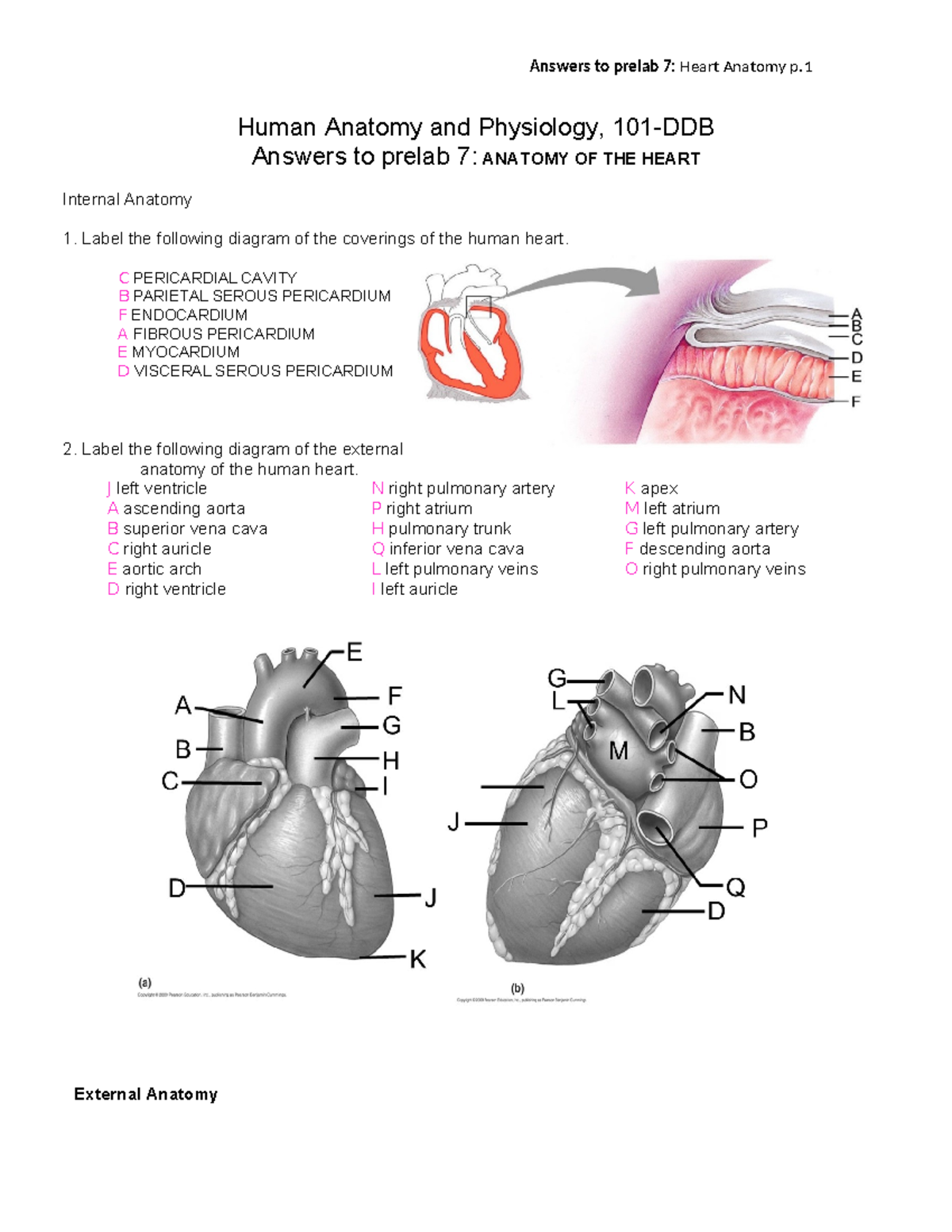 Prelab heart answers - Answers to prelab 7: Heart Anatomy p. 1 Human ...