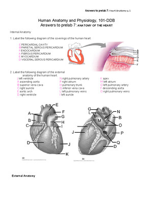 Prelab heart - Lab 7: Heart Anatomy p. 1 Student Name: Alex McAdams ...