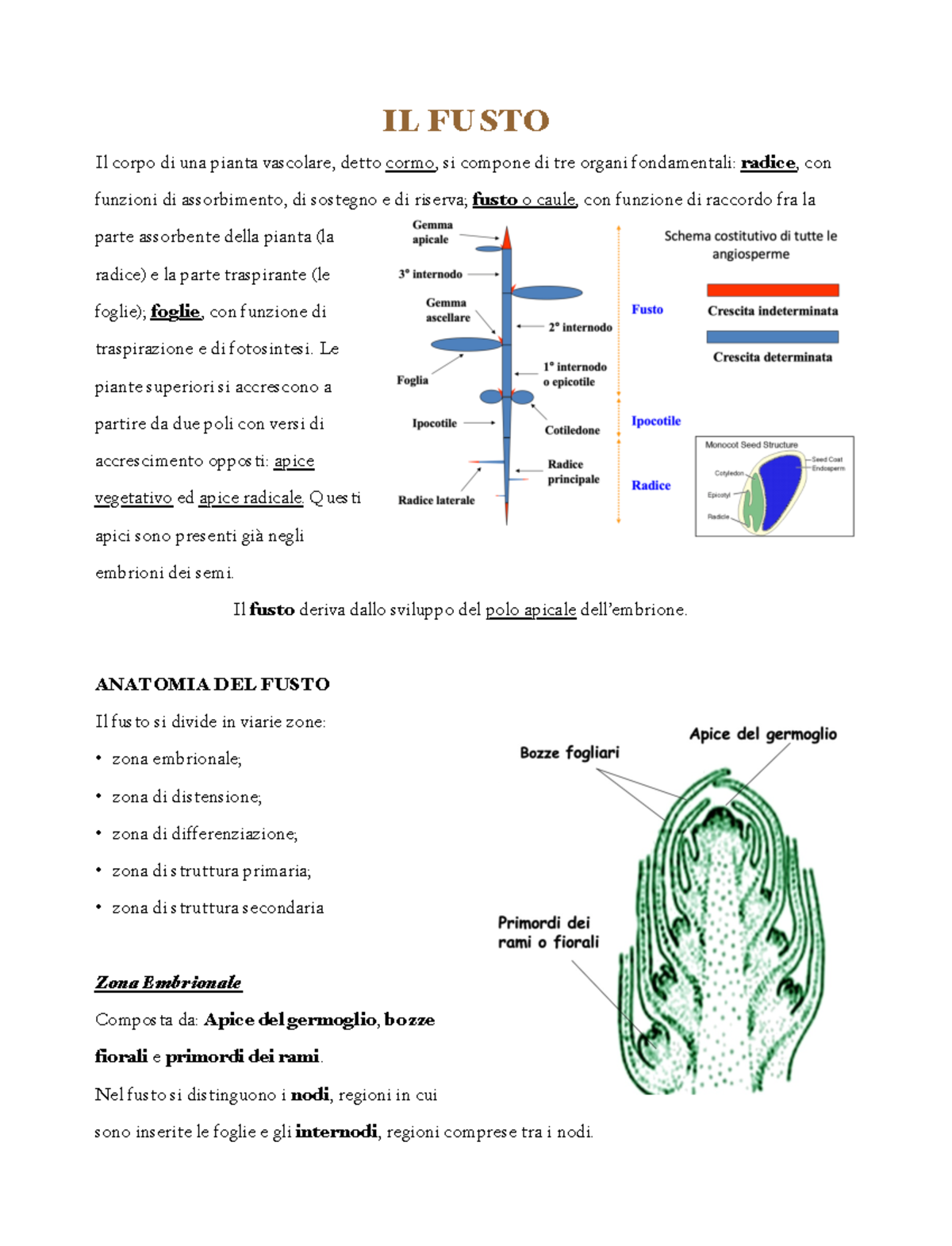 Botanica Sist. 4 Il Fusto - IL FUSTO Il corpo di una pianta vascolare ...