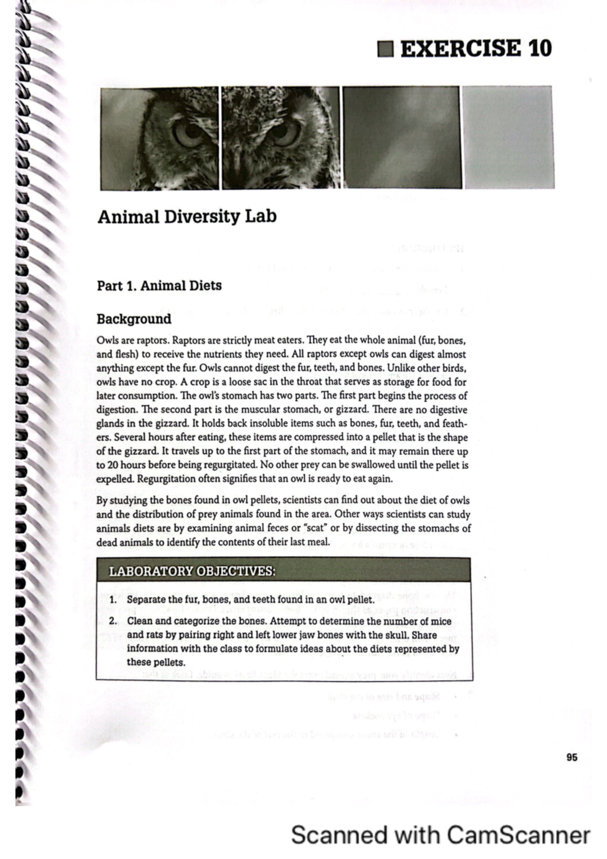 Animal diversity manual lab - BSC 1005L - Studocu