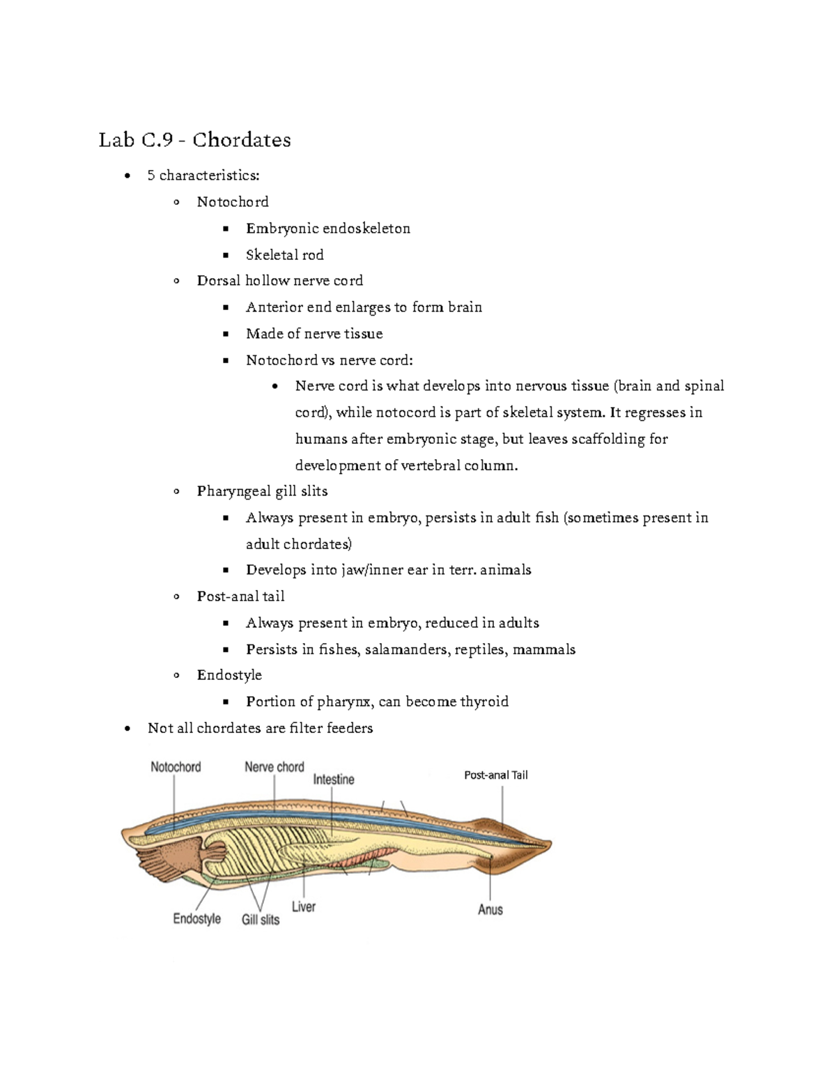 Org Bio Lab Notes Modules 9-12 - Lab C - Chordates 5 characteristics ...