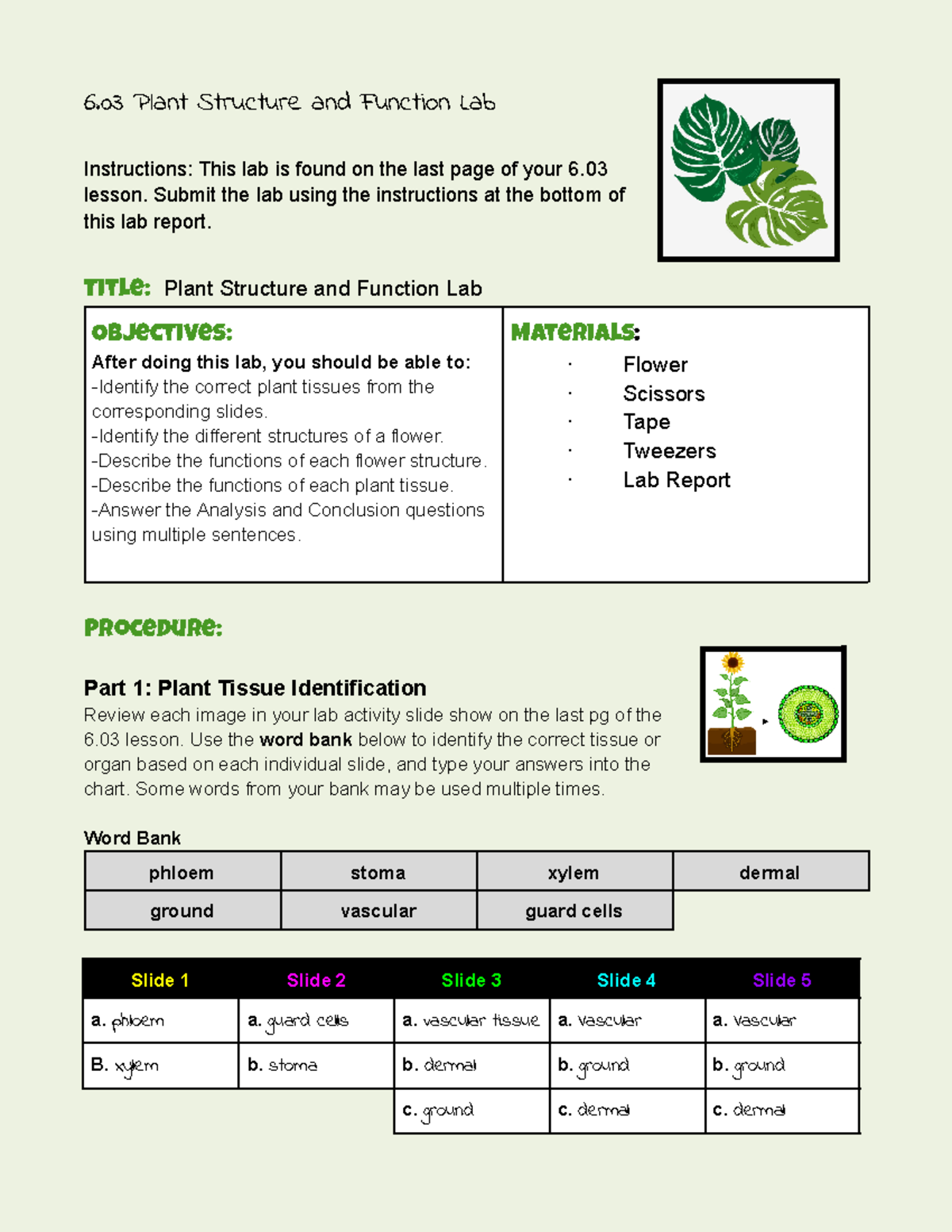 Bio 6.03 . - 6 Plant Structure and Function Lab Instructions: This lab ...
