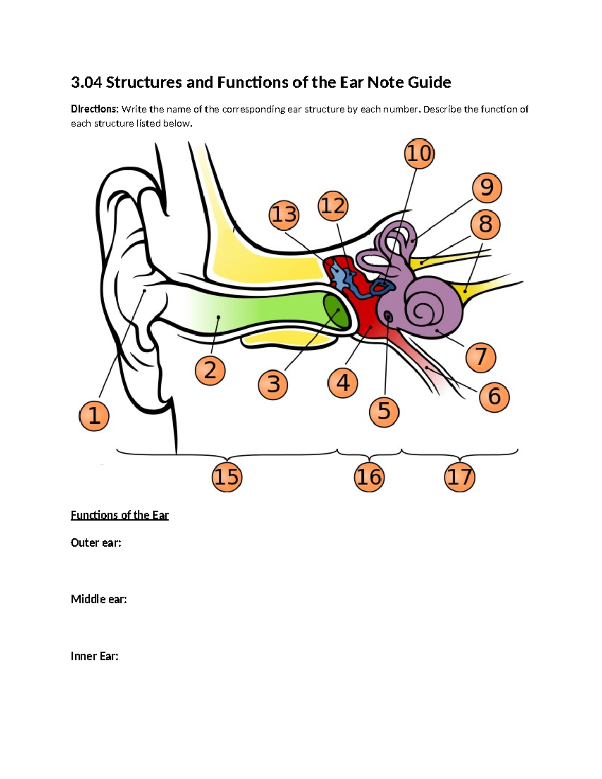 3.04 Structures and Functions of the Ear Note Guide - Describe the ...