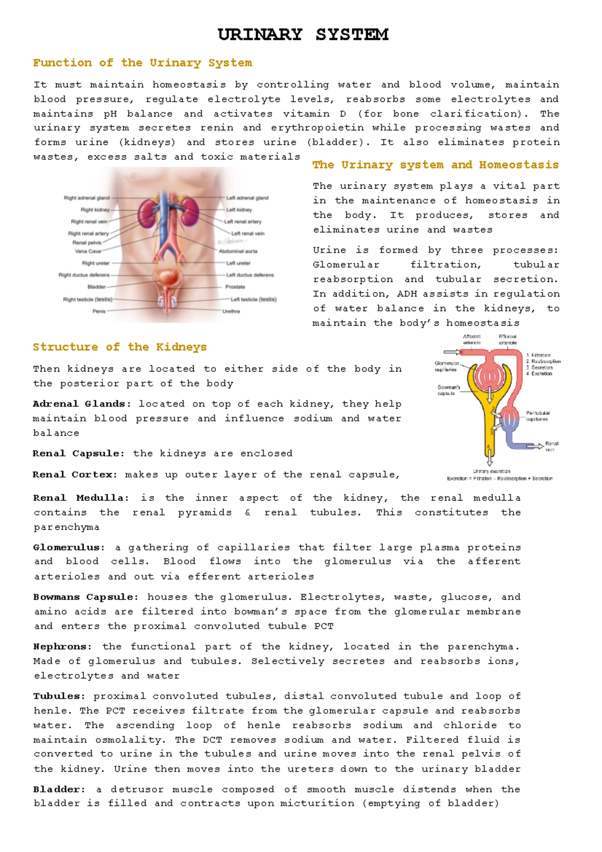 Urinary summary study guide - Function of the Urinary System It must ...