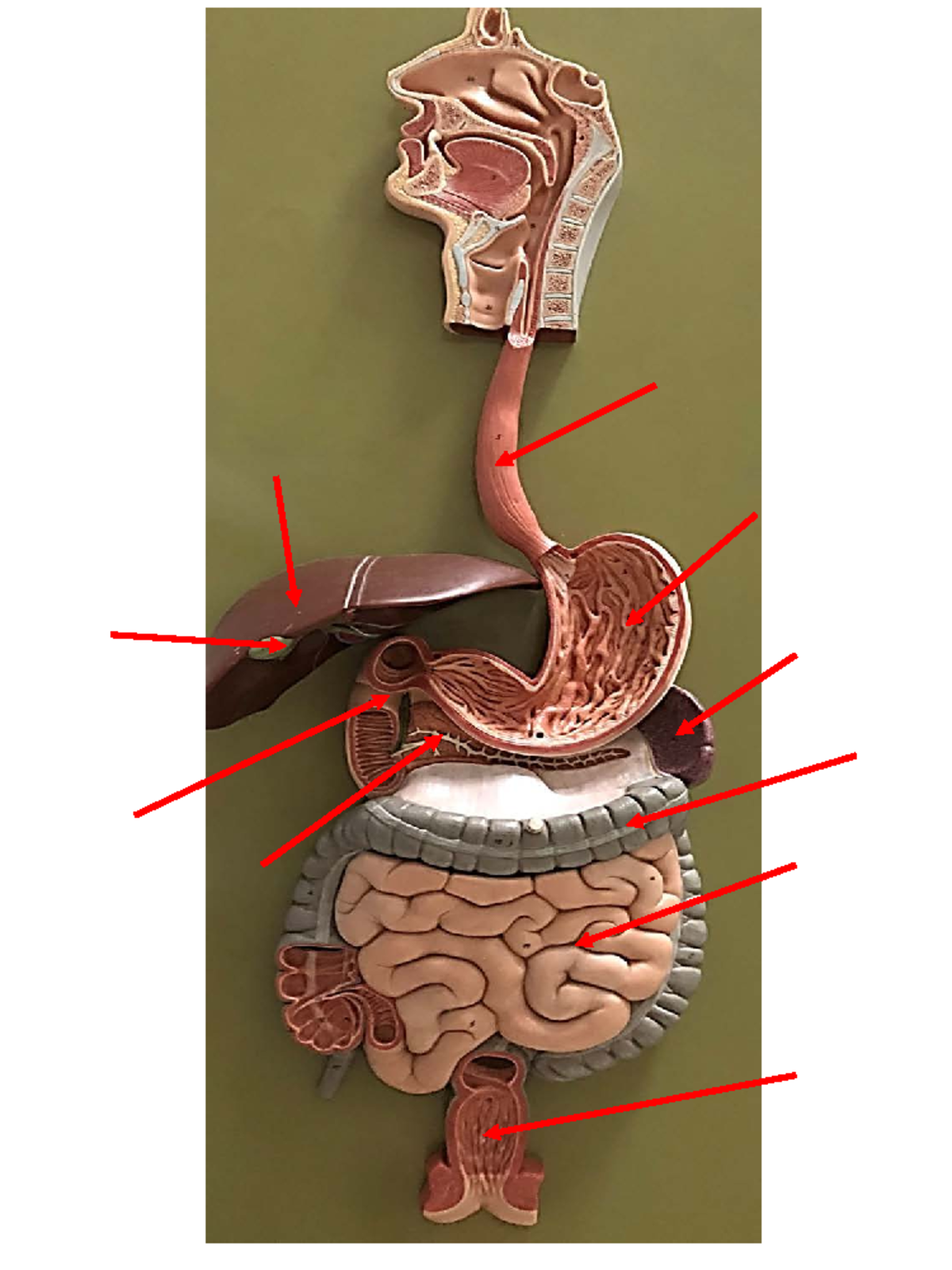 Prácticas Digestivo 2. - Estómago Cardias/incisura de His Curvatura ...