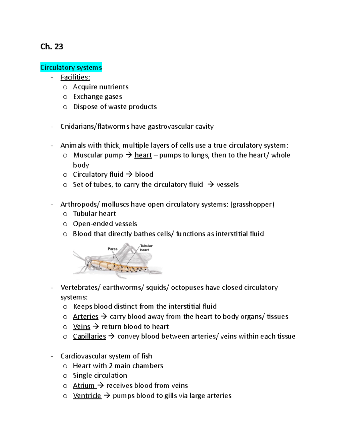 Ch 23 - chapter 23 notes - Ch. 23 Circulatory systems - Facilities: o ...