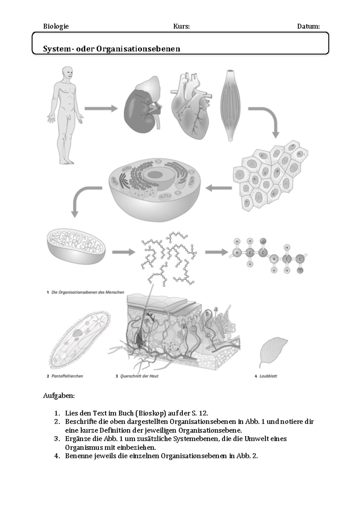 AB Systemebenen - Biologie - Biologie Kurs: Datum: System- oder ...