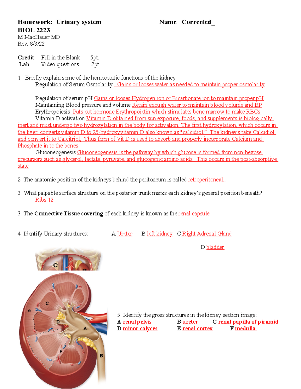 HW+24-+study guide Dr. MacHaur - Homework: Urinary system Name ...