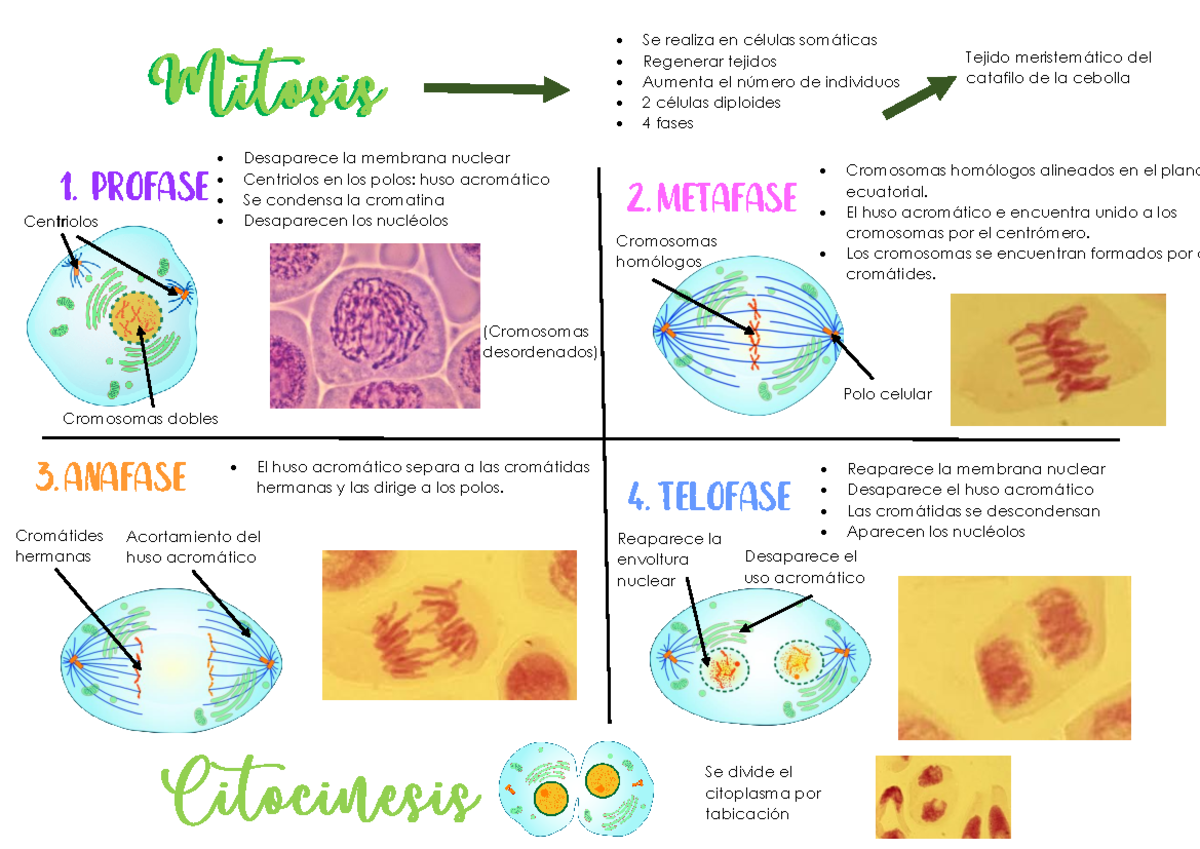 Bio apuntes - noo - Tejido meristemático del catafilo de la cebolla 1 ...