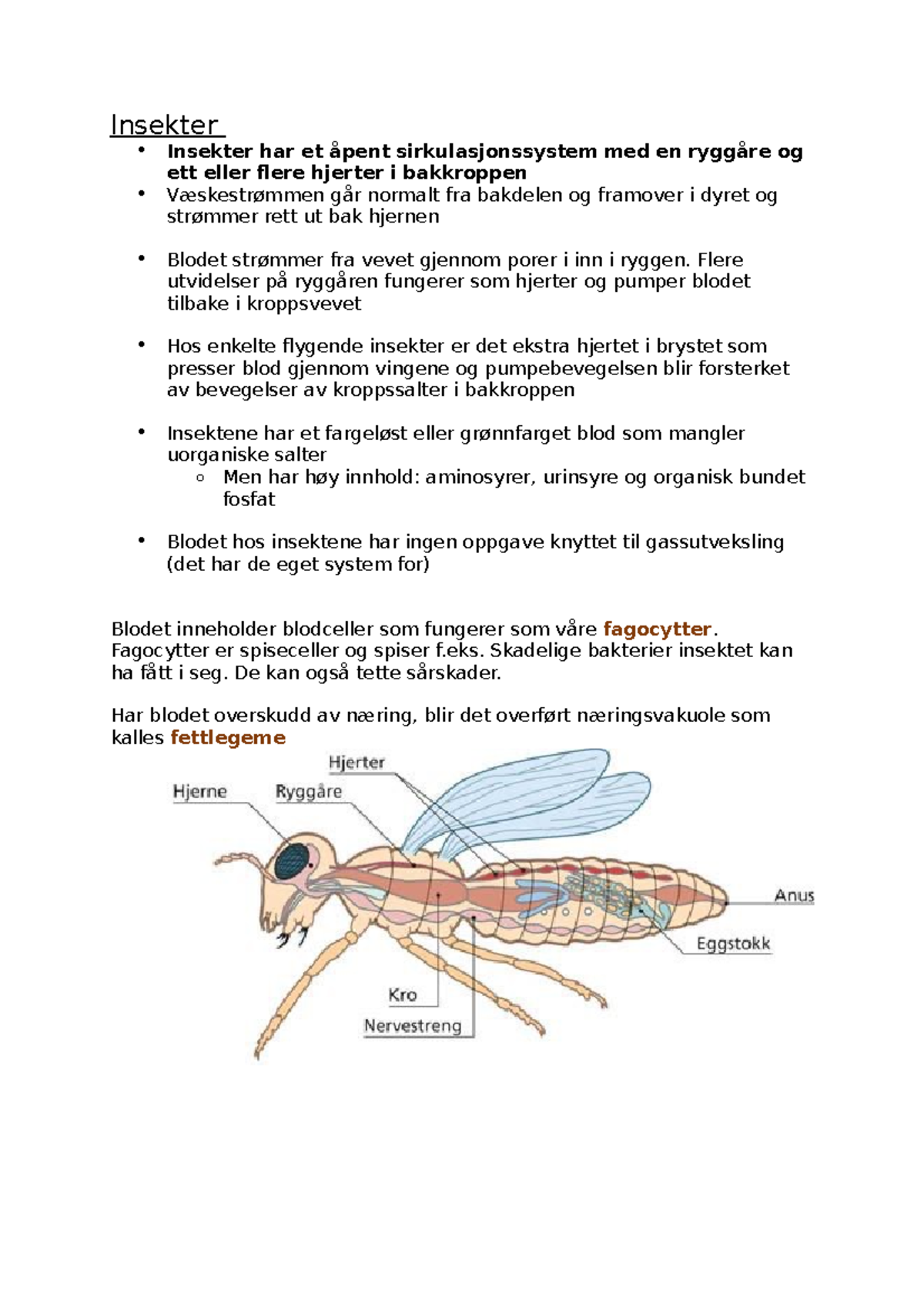 Insekter - bio1 - Insekter Insekter har et åpent sirkulasjonssystem med ...