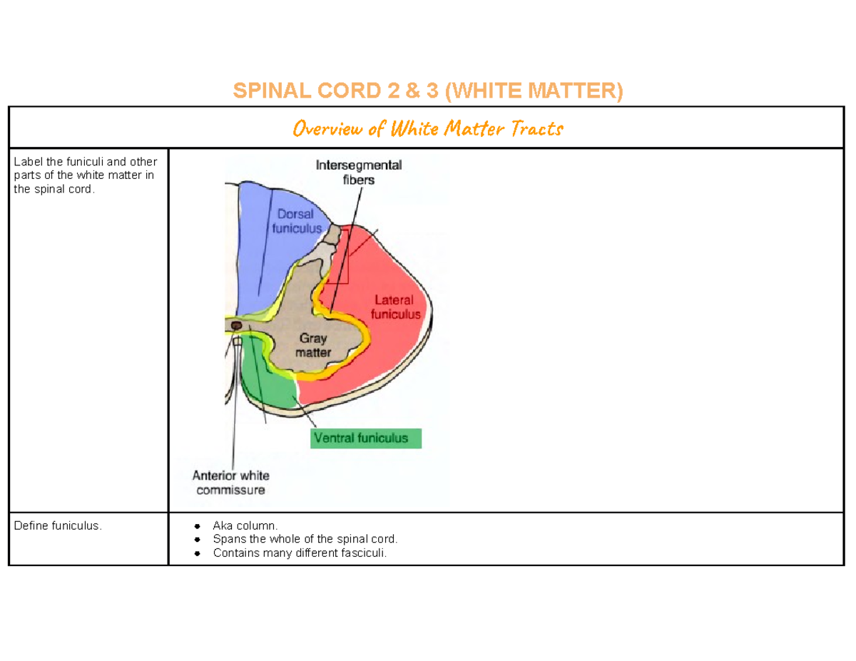 Lecture Notes 5 AND 6 Spinal Cord 2 3 (White Matter) - SPINAL CORD 2 ...