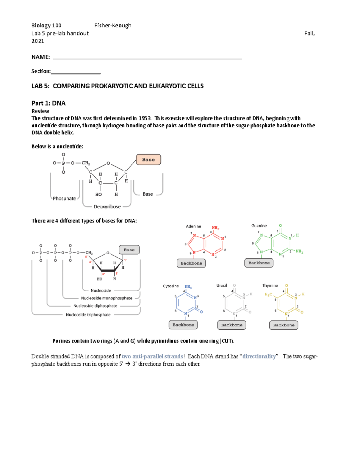 Lab 5 DNA and Cells pre-lab handout, fall 2021 - Lab 5 pre-lab handout Fall, 2021 NAME: - Studocu