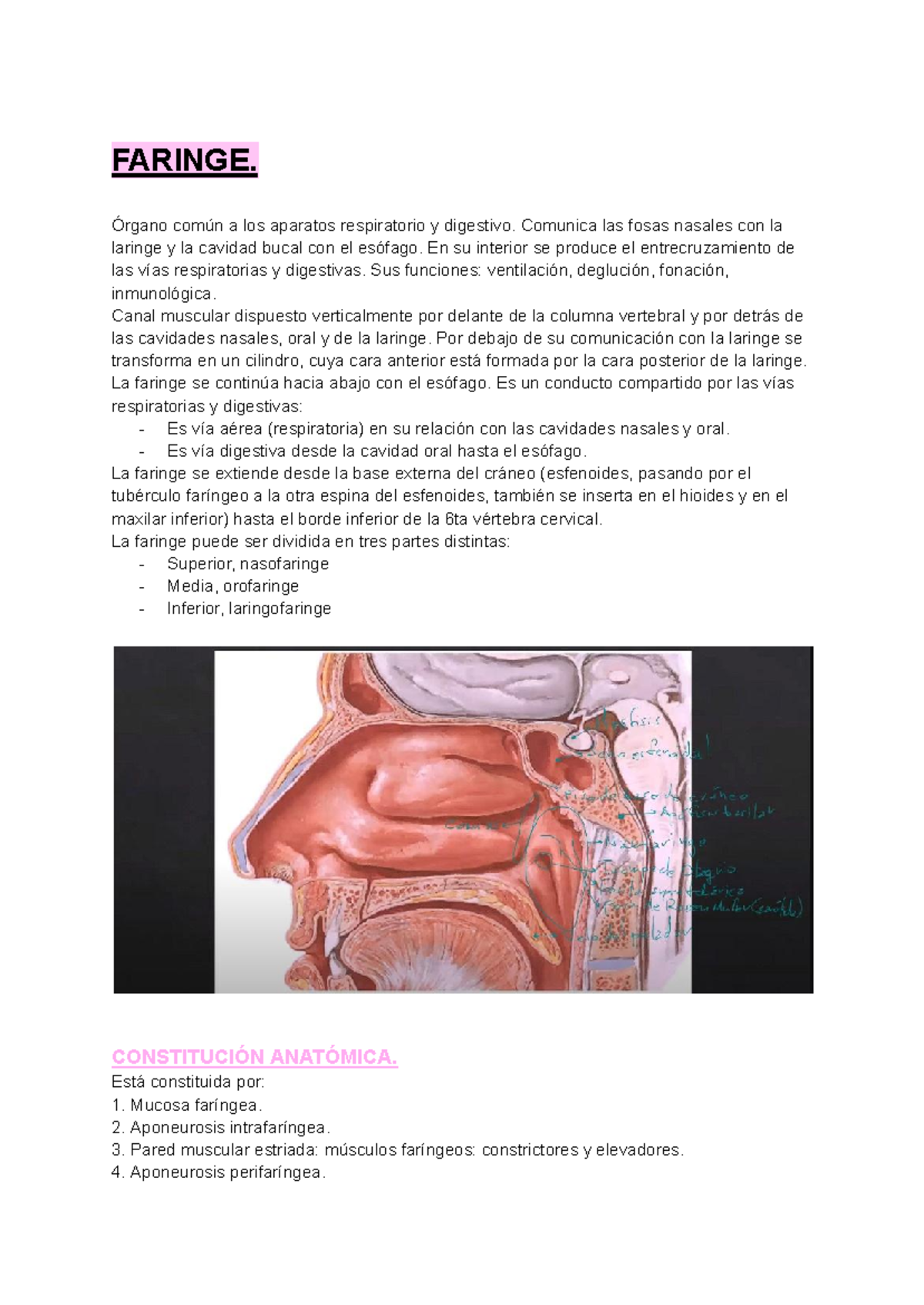 Faringe - FARINGE. Órgano común a los aparatos respiratorio y digestivo ...