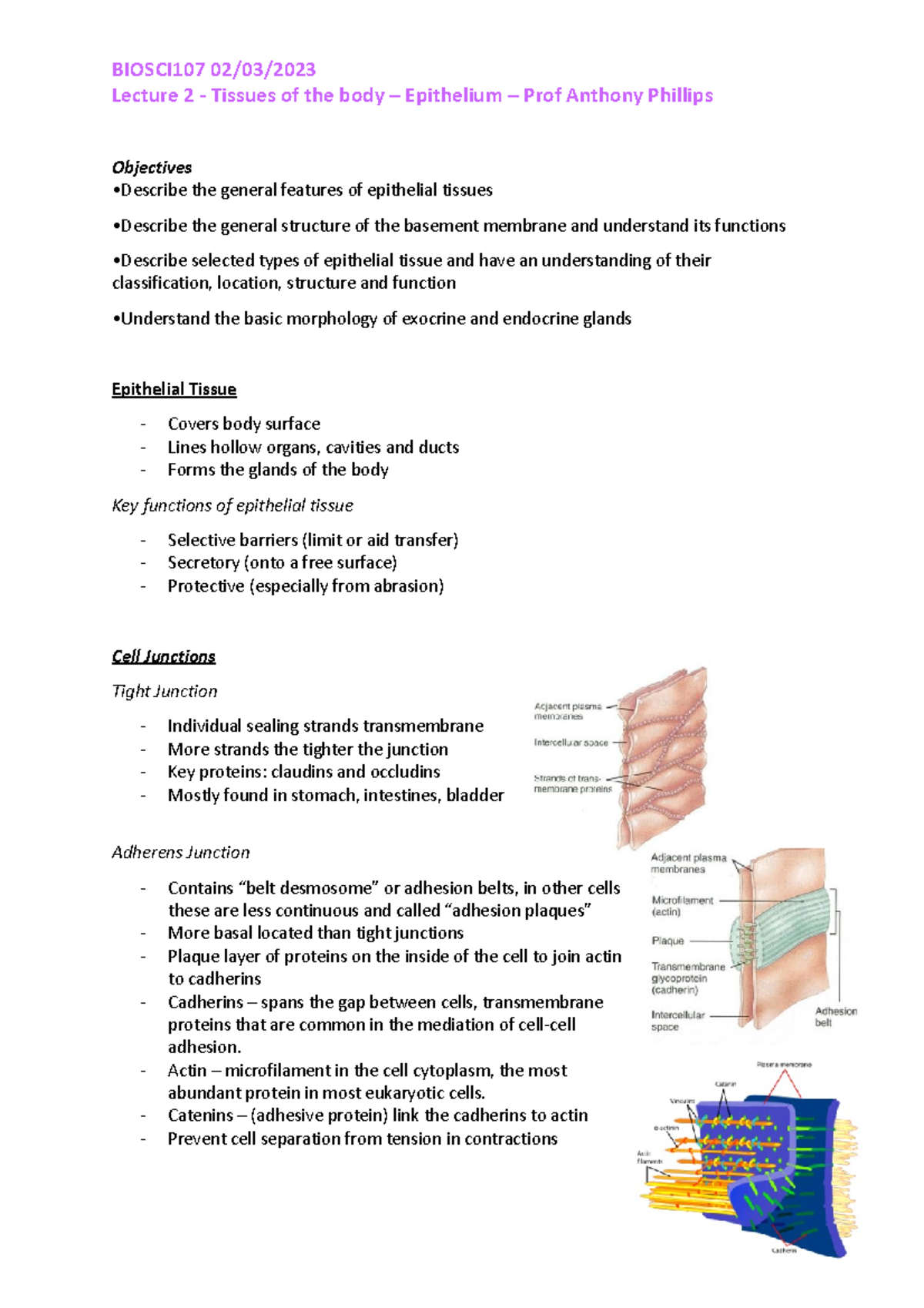 Lecture 2 The Tissues of the Human Body Epithelia - Biology for ...