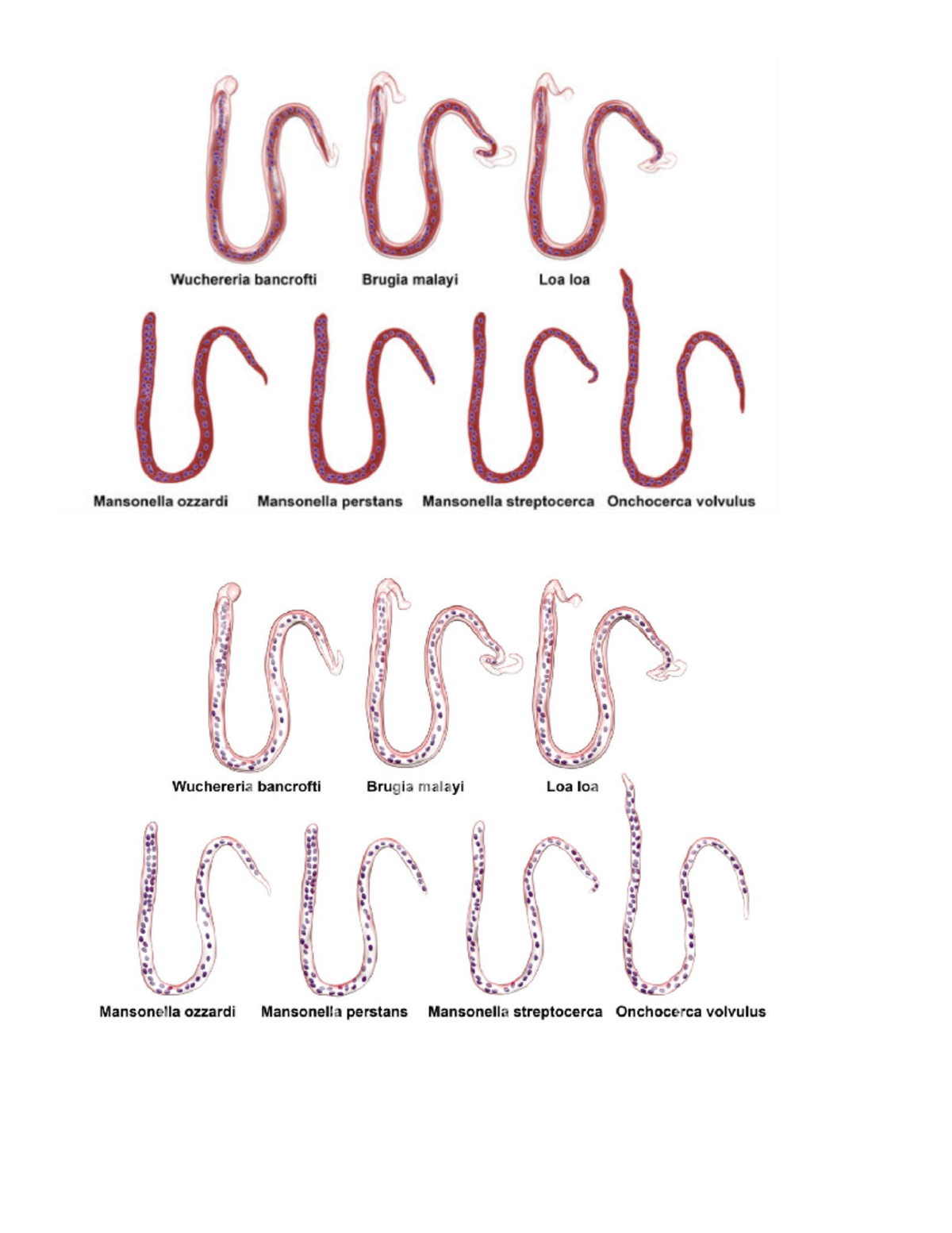 Filarial worm - manual - Medical technology - Studocu