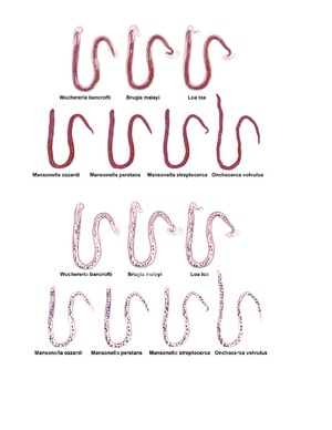 Ascaris - manual - RIS UTERINE LAYER UTERINE LAYER VITELLINE LAYER GERM ...