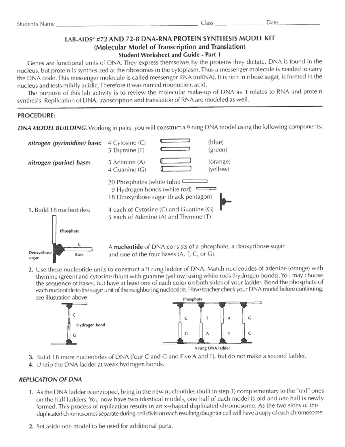 Dnarnaprotein Synthesis Model Activity - Studocu