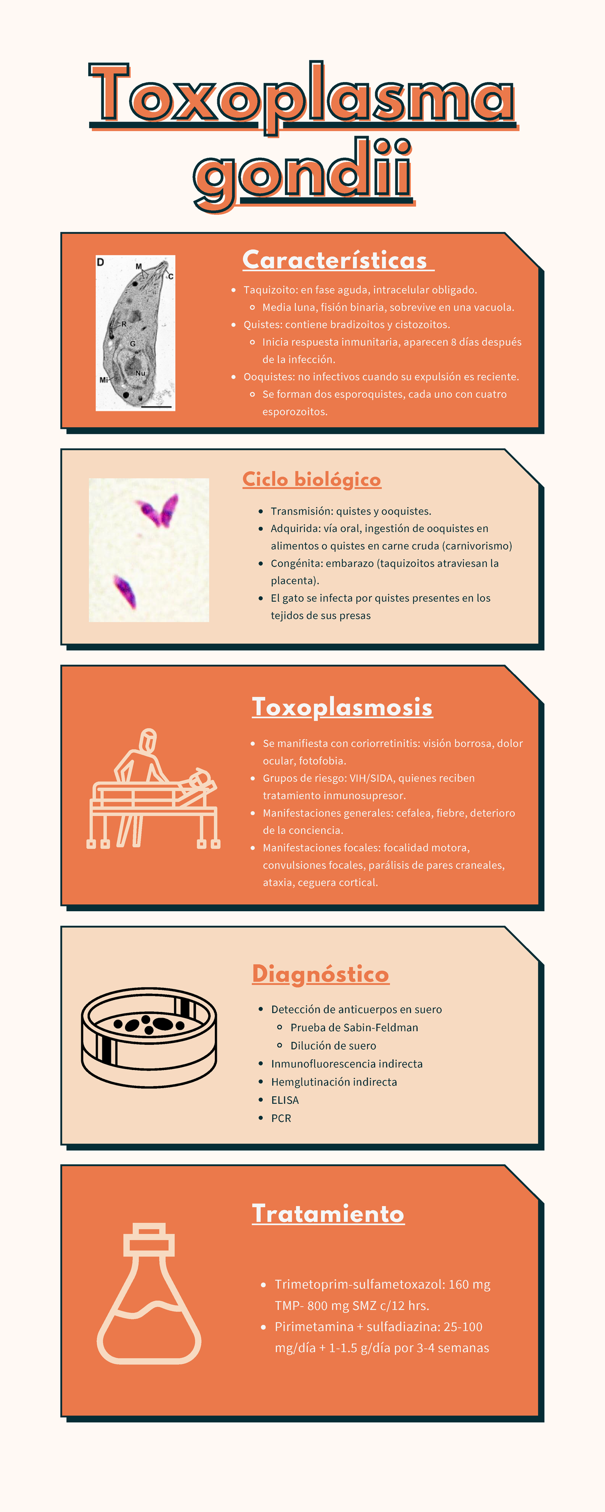Toxoplasma gondii-2 - Infografía - ToxoplasmaToxoplasma gondii gondii Características Taquizoito ...