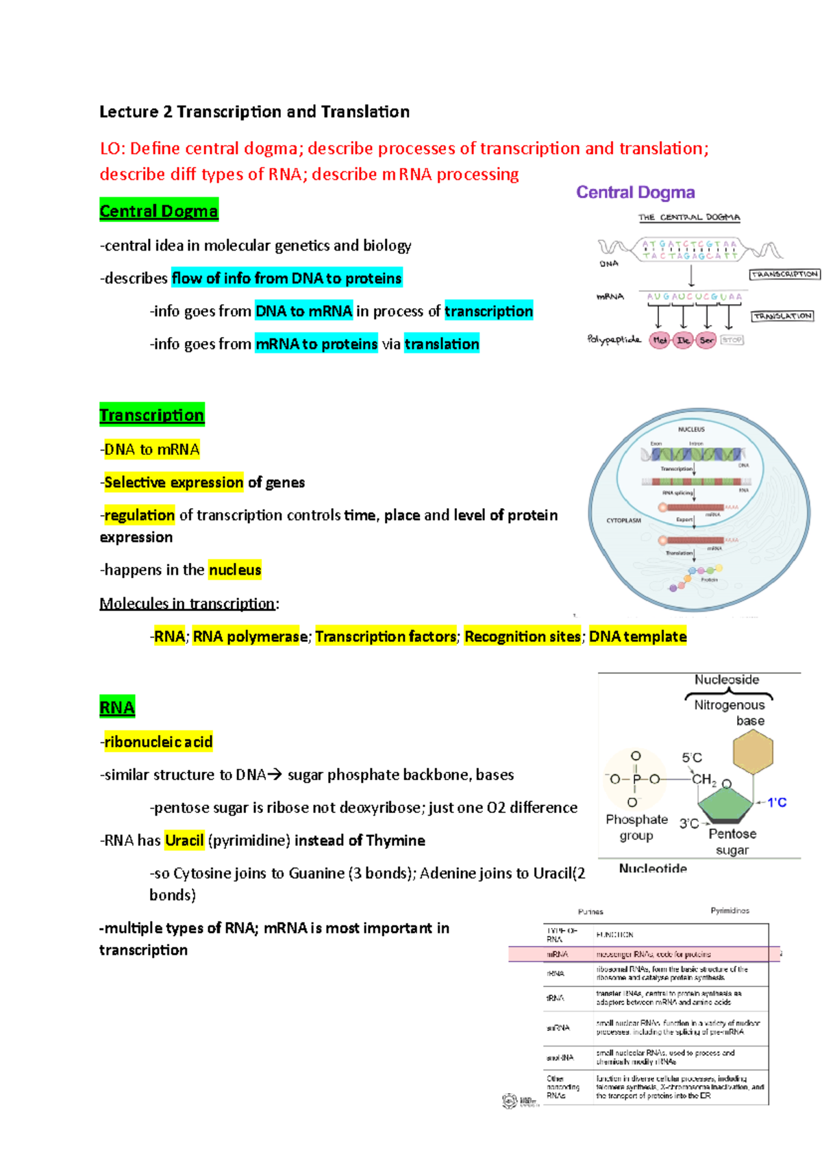 Lecture 2 transcription and translation - Lecture 2 Transcription and ...