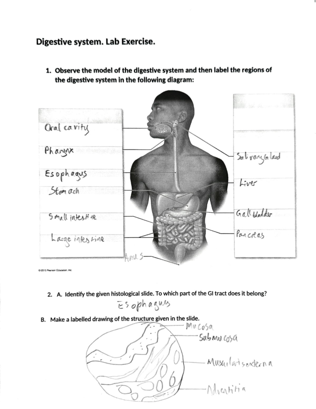 Digestive System Lab - BIOL 252 - Studocu