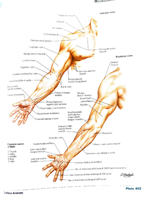Shoulder joint - Notes.. Theory - 3. SHOULDER JOINT: TYPE OF JOINT ...