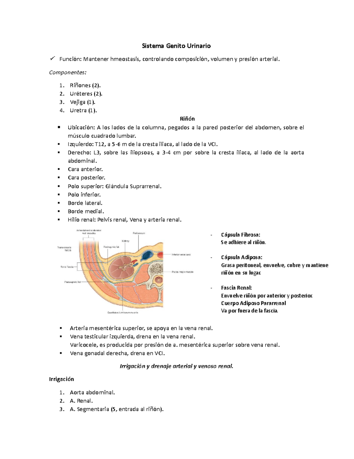Sistema Genito Urinario - Componentes: 1. Riñones (2). 2. Uréteres (2 ...