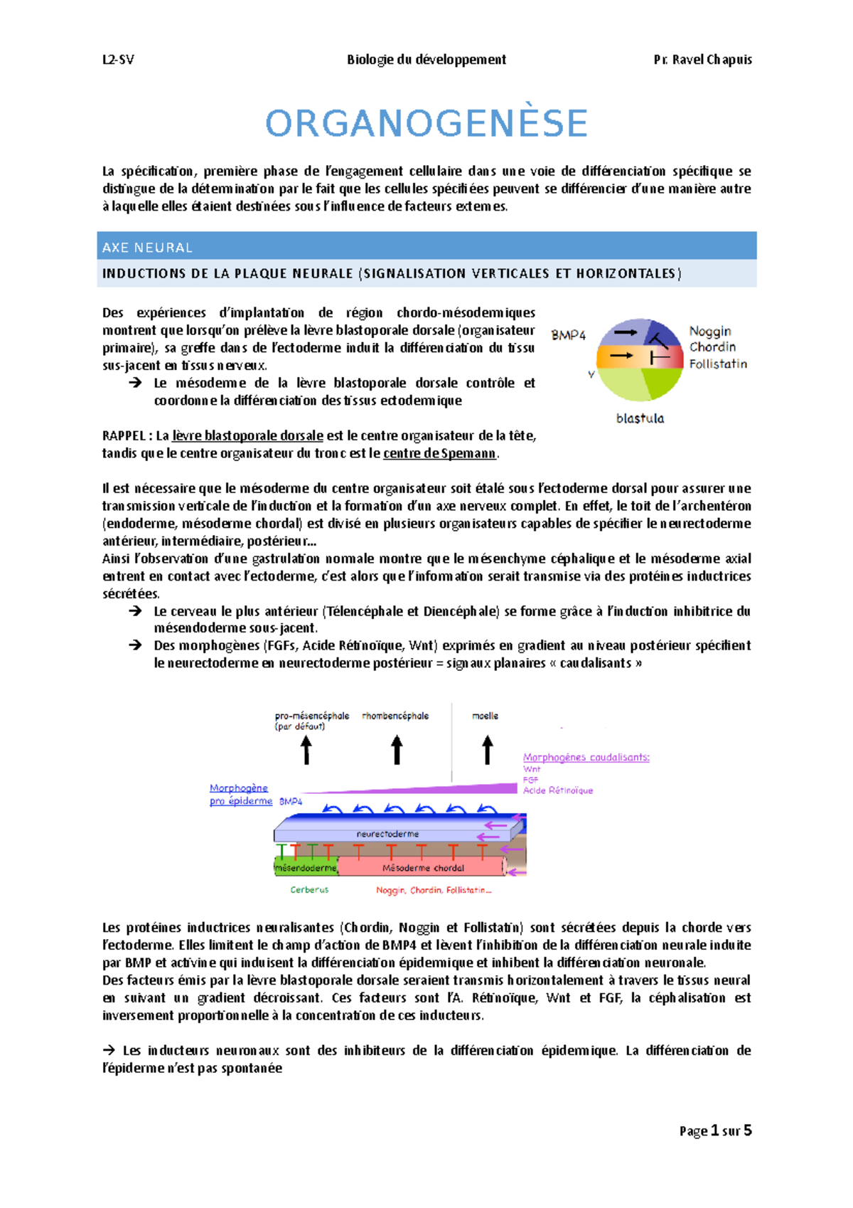 Début d'organogenèse - L2-SV Biologie du développement Pr. Ravel ...