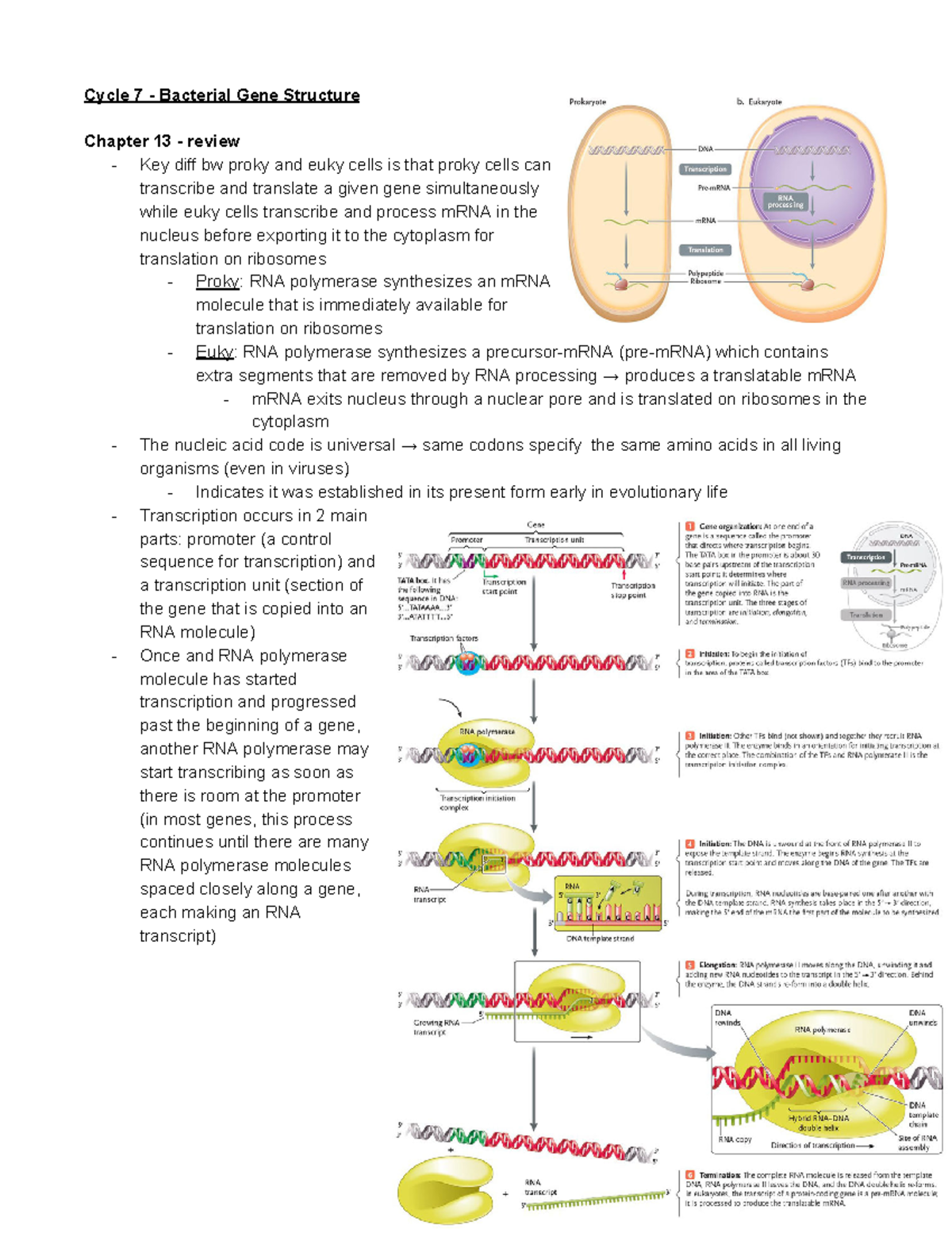 Cycle 7 - Cycle 7 - Bacterial Gene Structure Chapter 13 - review - Key ...
