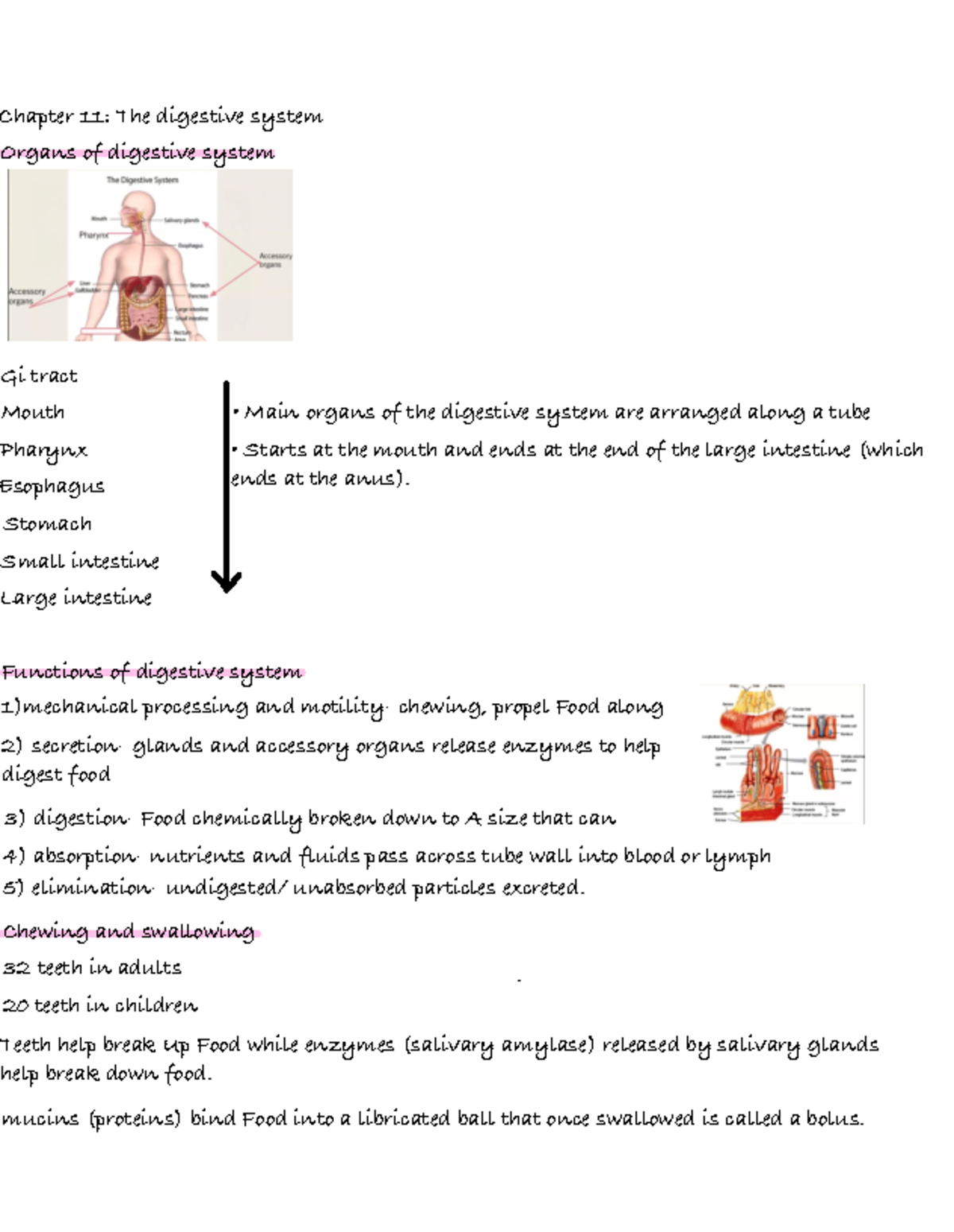 Bio 102 Principles Of Human Biology C.11 - 11: The digestive system ...