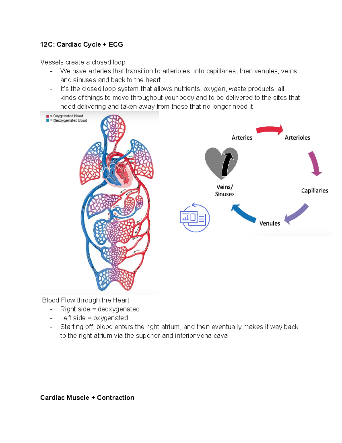 Anatomy week Twelve - The Heart - 12C: Cardiac Cycle + ECG Vessels ...