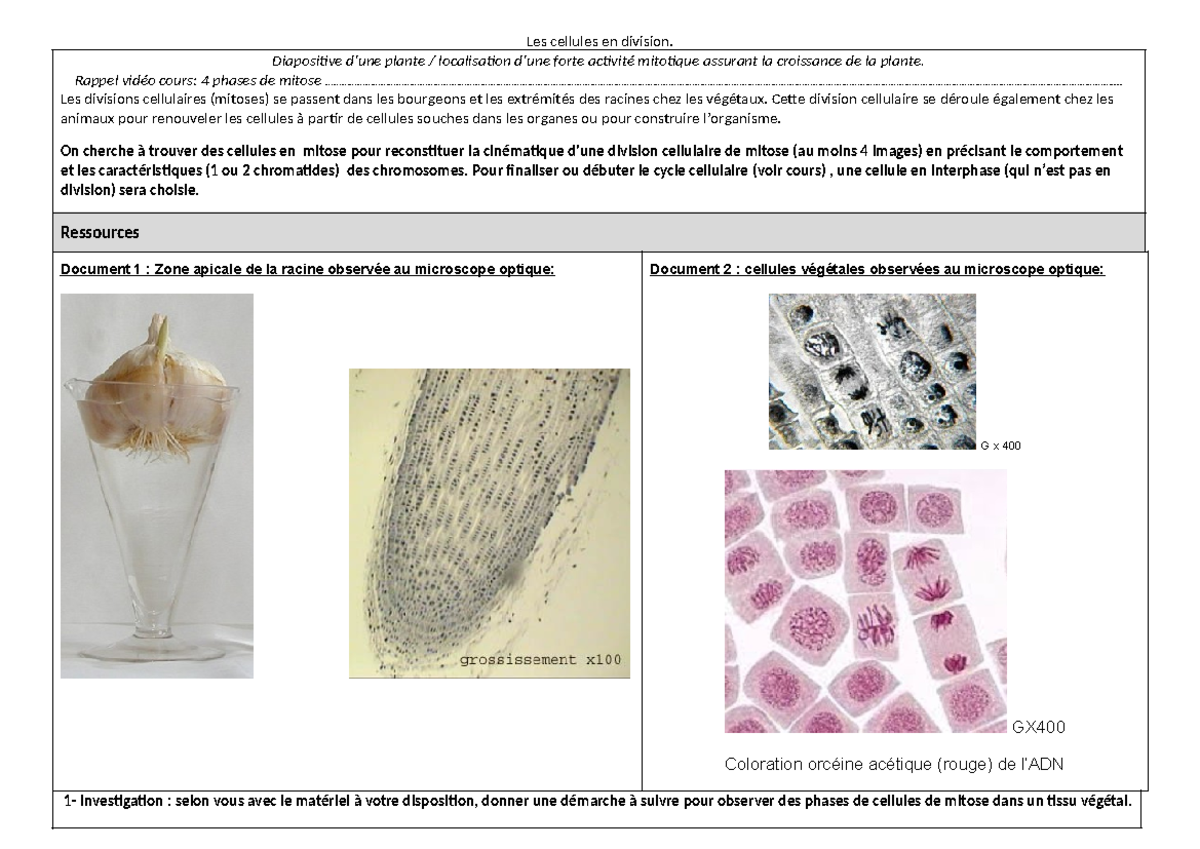TP Mitose cellule - Les cellules en division. Diapositive d’une plante ...