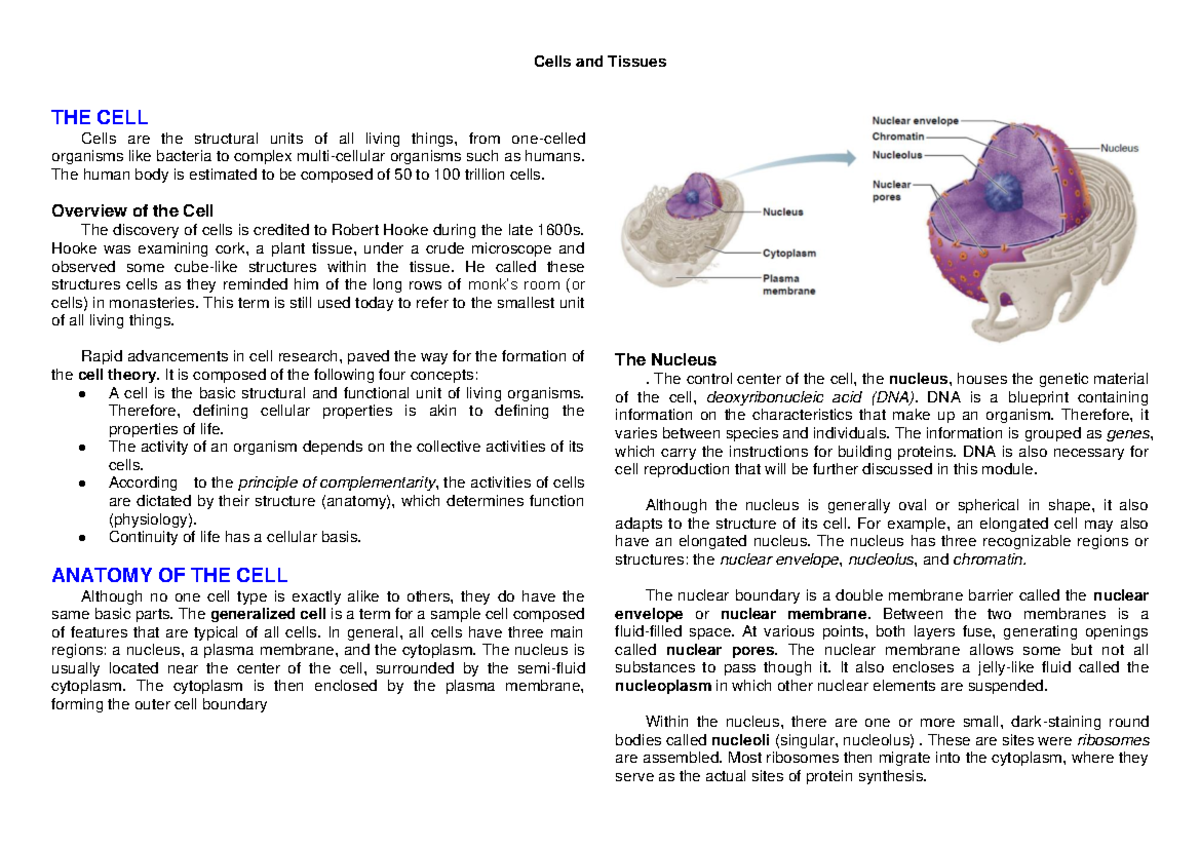 Cells and Tissues - Notes - Cells and Tissues THE CELL Cells are the ...
