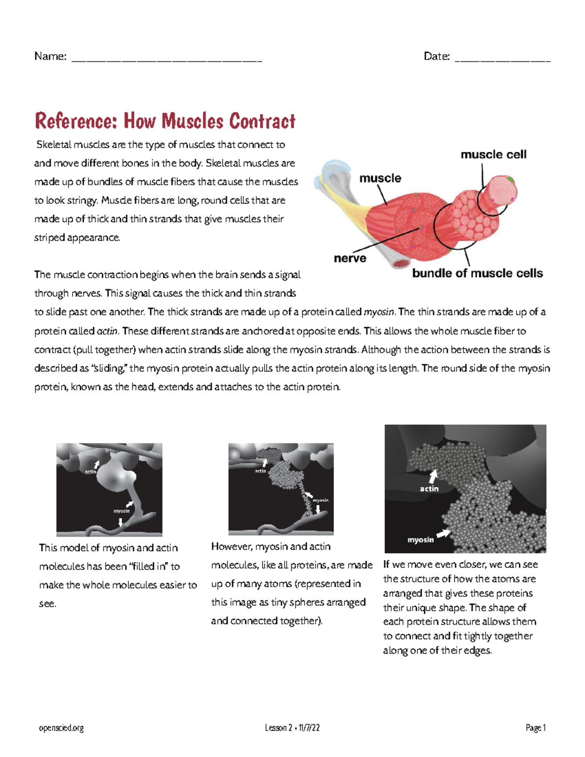 8.5 Lesson 2 Handout Reference How Muscles - Name