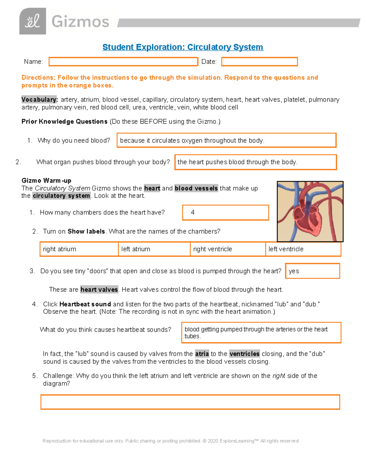 Copy of Circulatory System SE - Student Exploration: Circulatory System ...