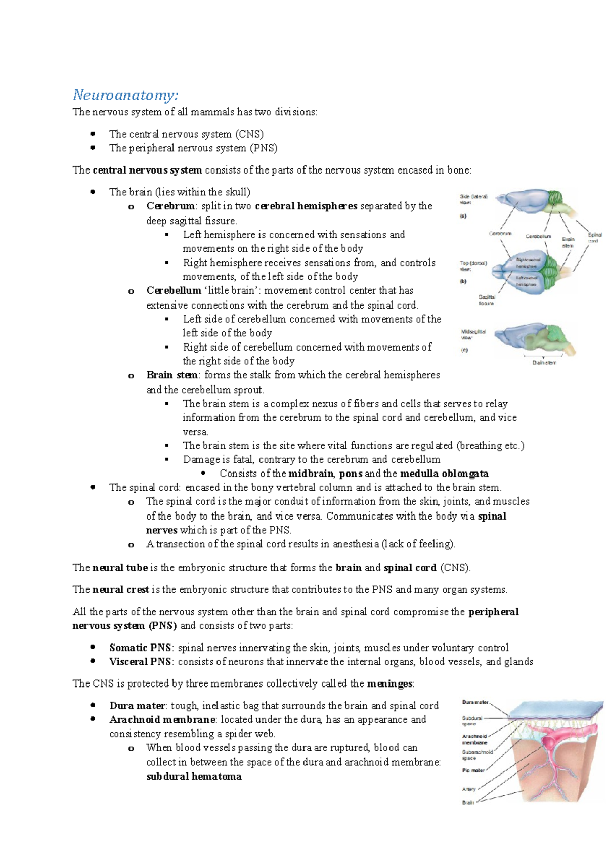 Neuroanatomy Brain behavior and movement - Maastricht University ...