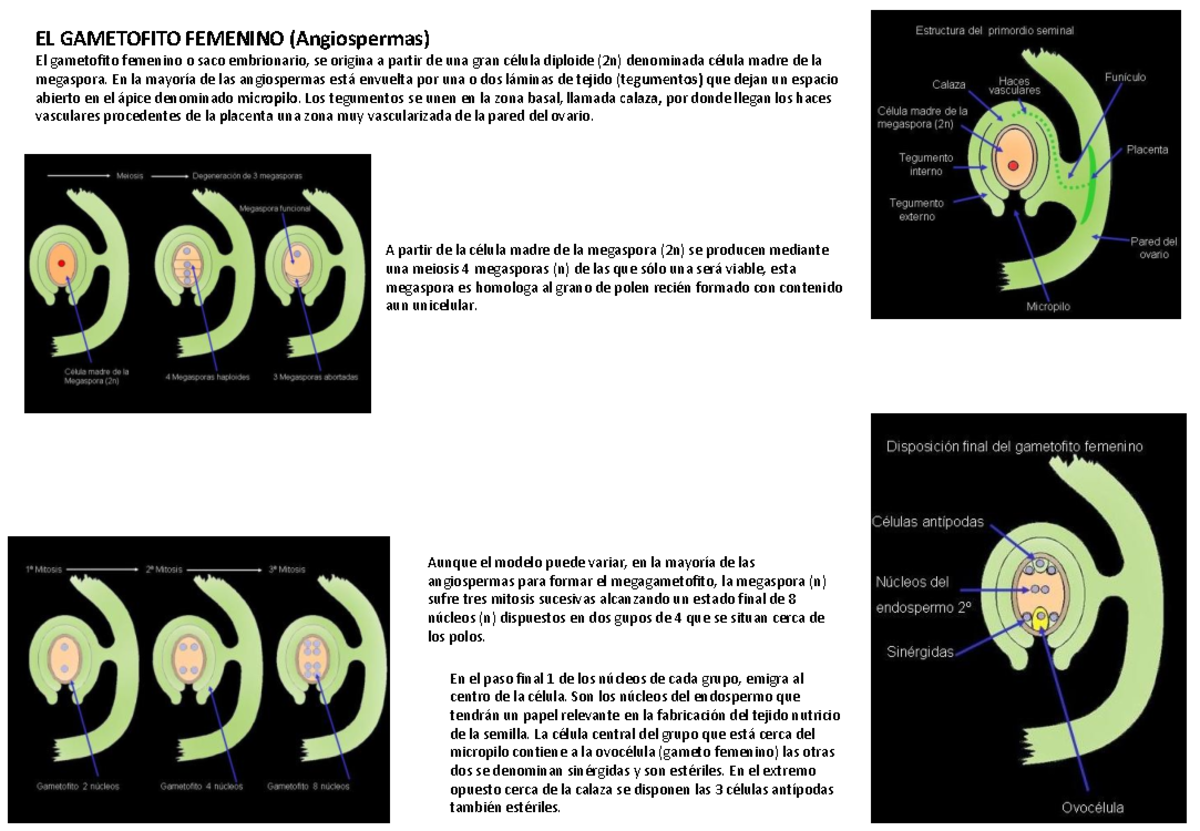 Espermatofitas ciclos de vida - EL GAMETOFITO FEMENINO (Angiospermas ...