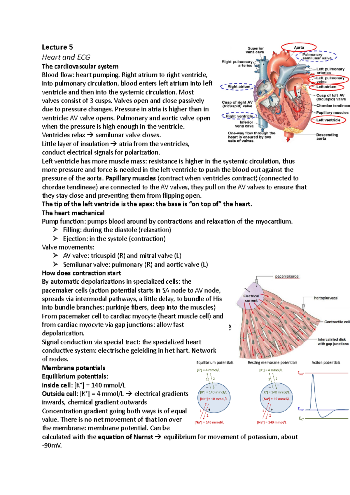 Lecture 5 heart and ECG - Lecture 5 Heart and ECG The cardiovascular ...