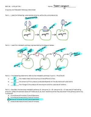 Surface Area to Volume Ratio Worksheet - Bio 181 Surface Area to Volume ...