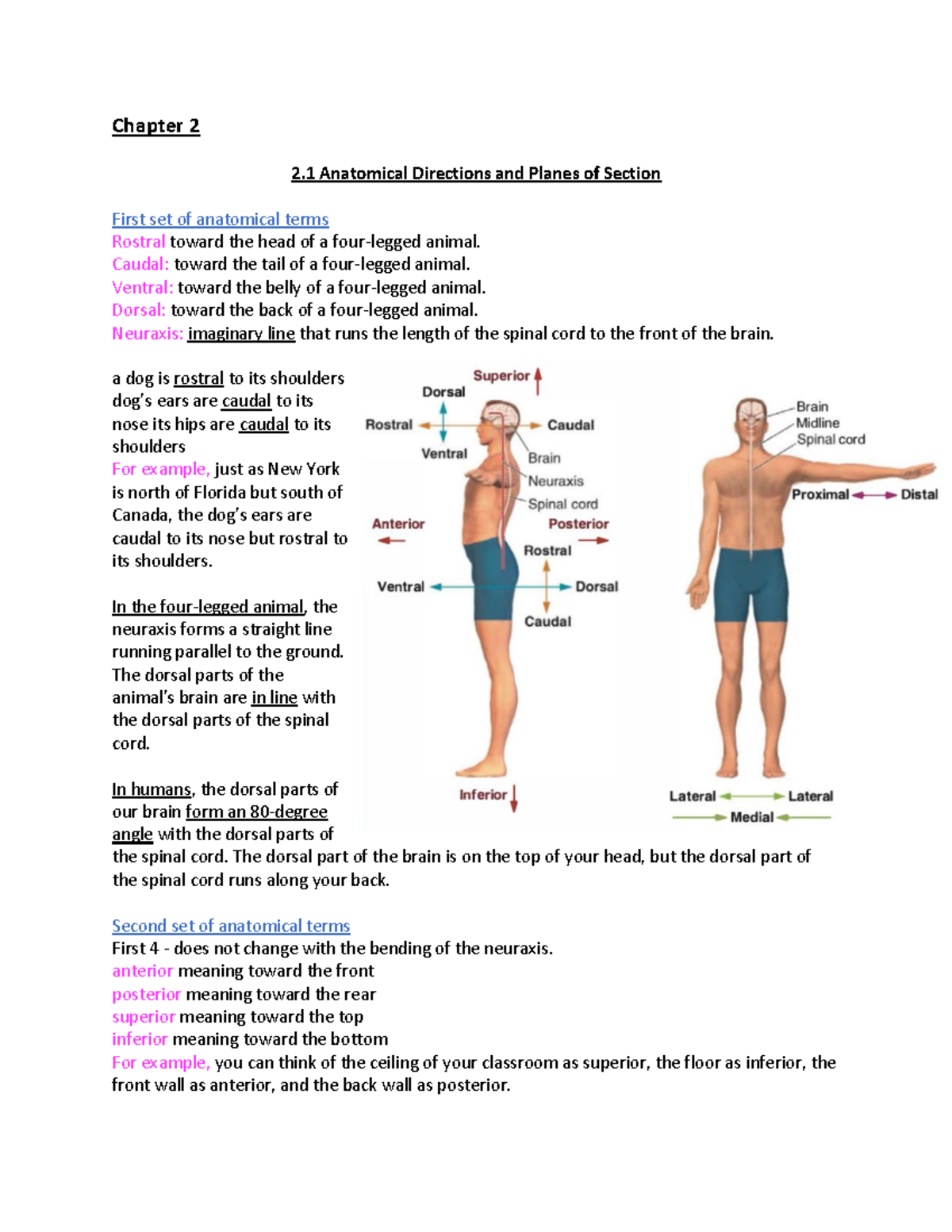 PSYB64 Chapter 2 Notes both book and lecture - Chapter 2 2 Anatomical ...