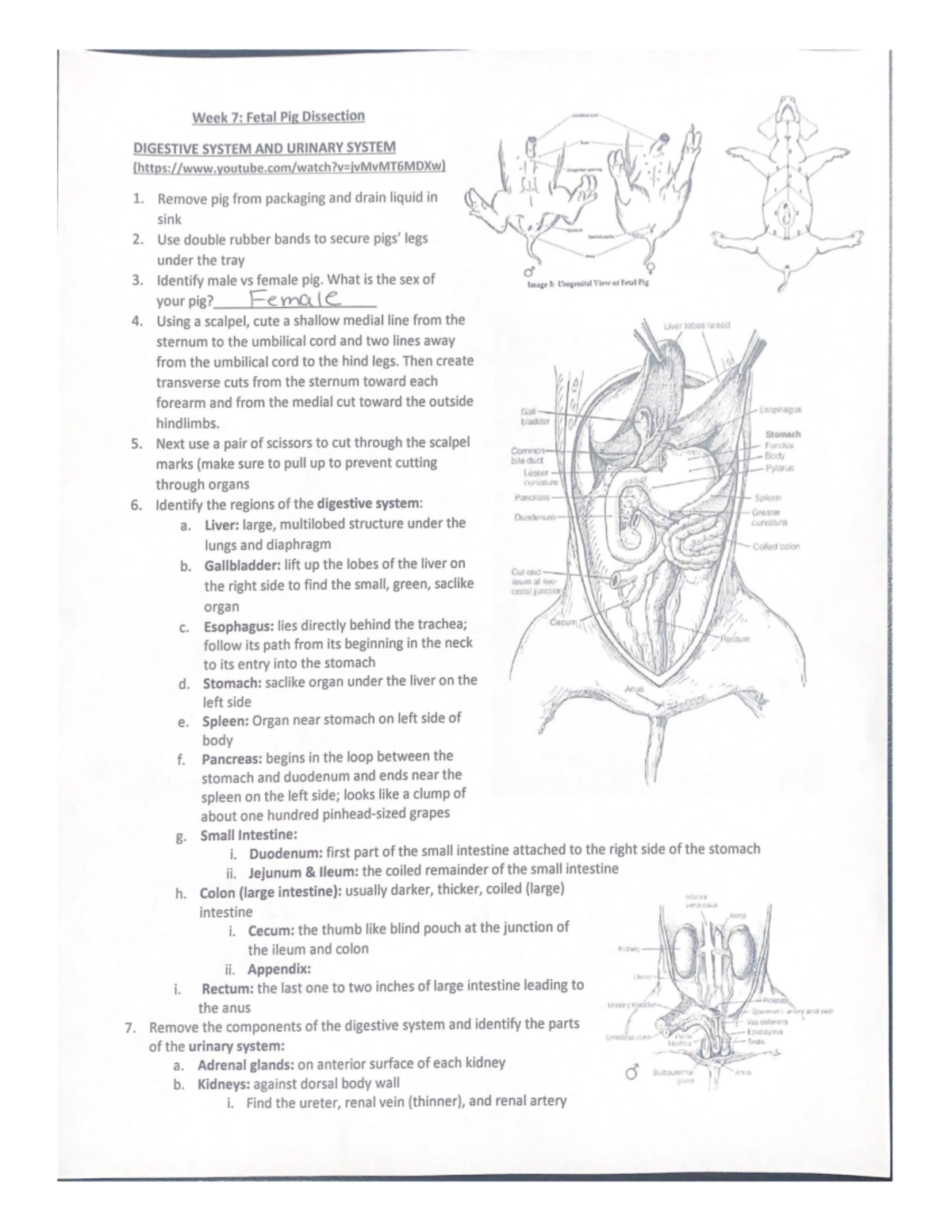 Week 7 Fetal Pig Dissection - Week 7: Fetal Pig Dissection DIGESTIVE ...