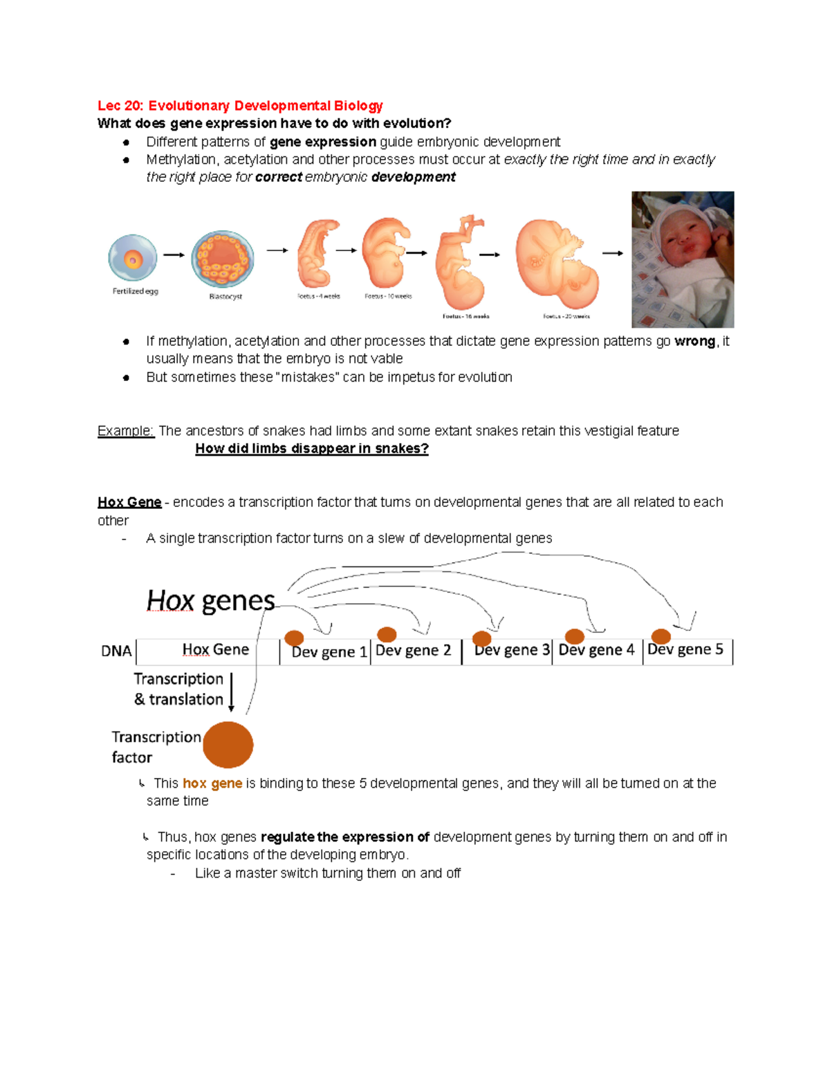 Lec 20 Evolutionary Developmental Biology - Lec 20: Evolutionary ...