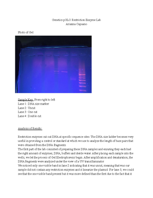 Genetics Lab Practical 1 Study Guide - Drosophila melanogaster: Fruit ...