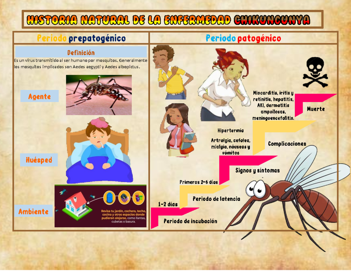 Chikungunya - Chikunguya - Es un virus transmitido al ser humano por ...